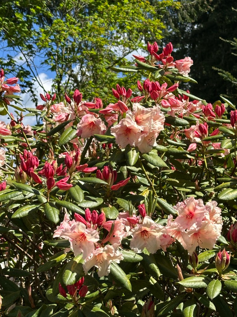 Weekend Gardening – Sassy Cat Crochet